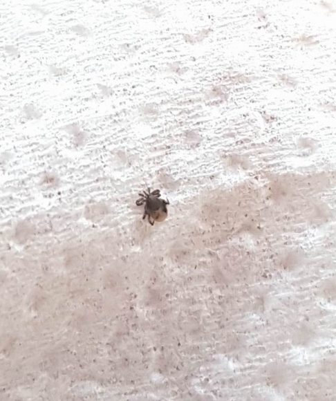 Ajutor, am găsit o căpușă pe copil! — Printesa Urbana – Blog cald de ...